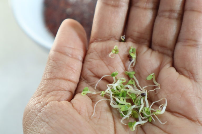 How & Why I Grew Broccoli Sprouts At Home