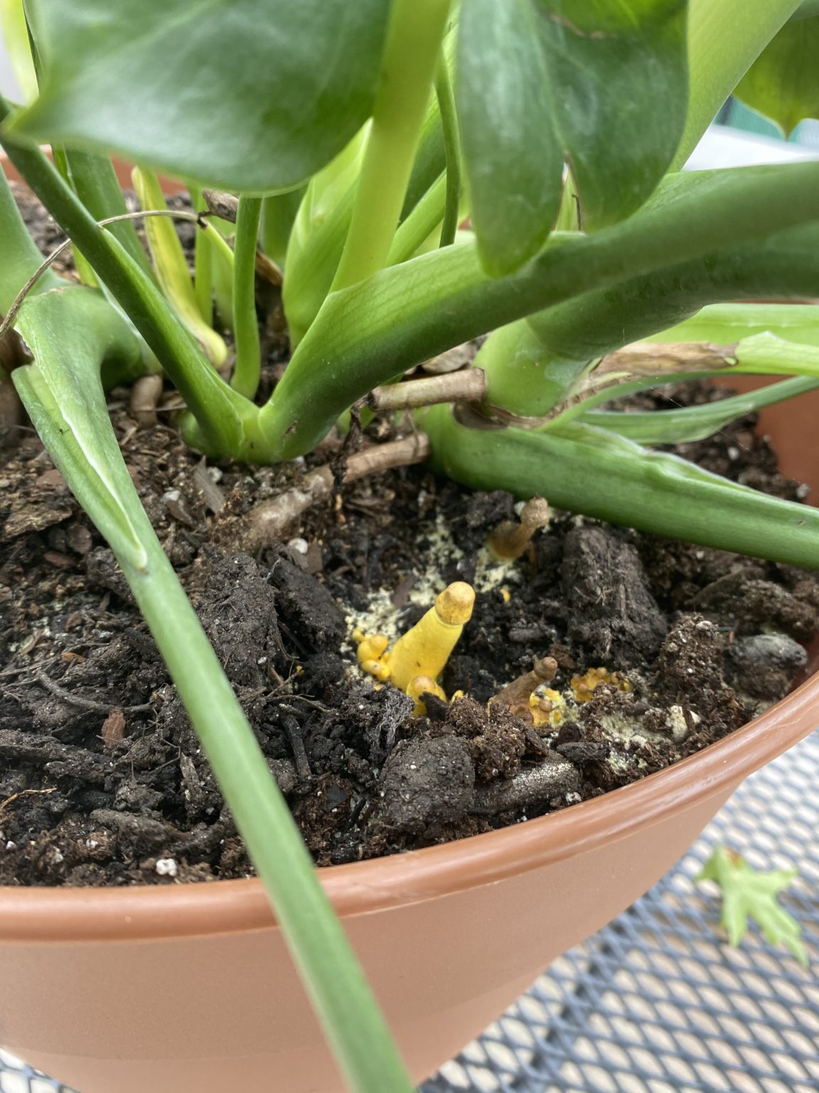 Yellow Mushrooms In My Houseplant: What I Did Wrong And What Happened ...