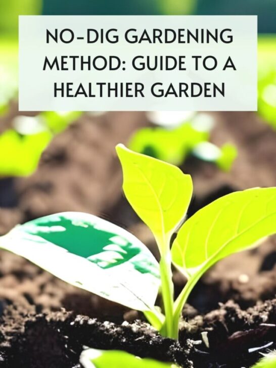 No-Dig Gardening Method: Guide to A Healthier Garden - It's Me Lady G