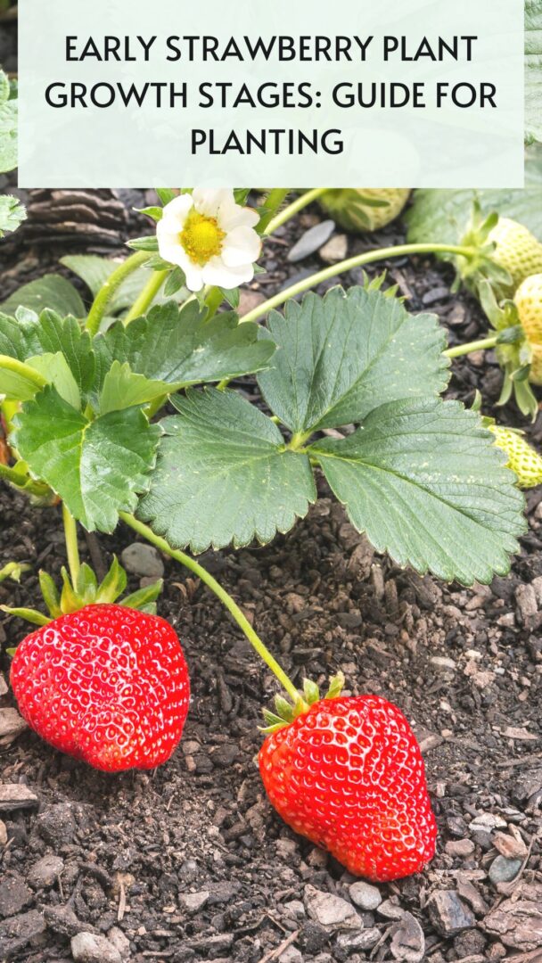 Early Strawberry Plant Growth Stages: Guide for Planting - It's Me Lady G